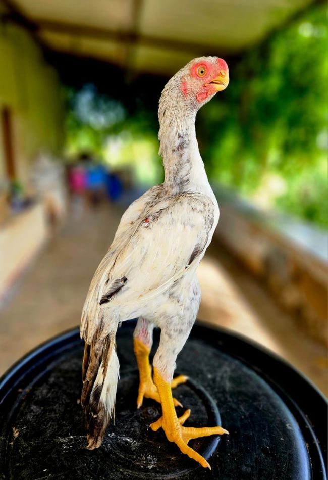 Parrot Beak Aseel Chicks